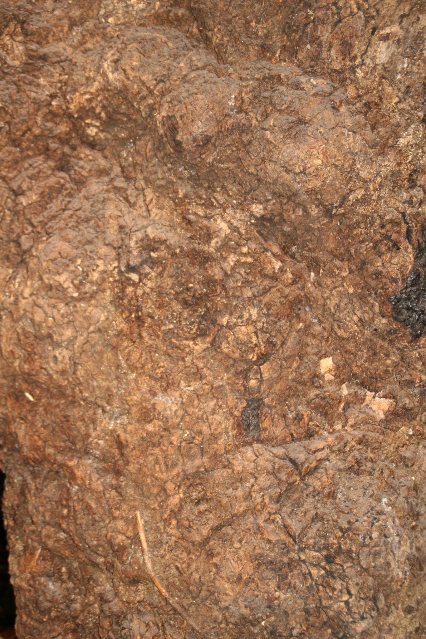 Tree Bark - Brown Bumpy - Seamless Texture with normalmap - BrownBumpy ...