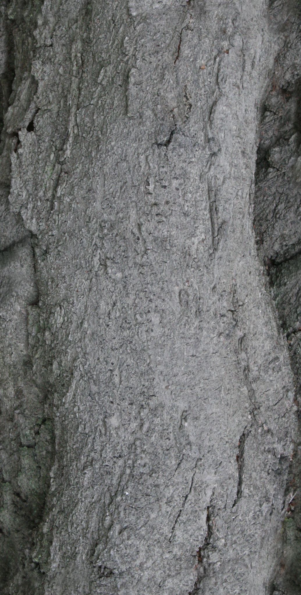 Tree Bark - Wavy - Seamless Texture with normalmap - Wavy_S.jpg ...