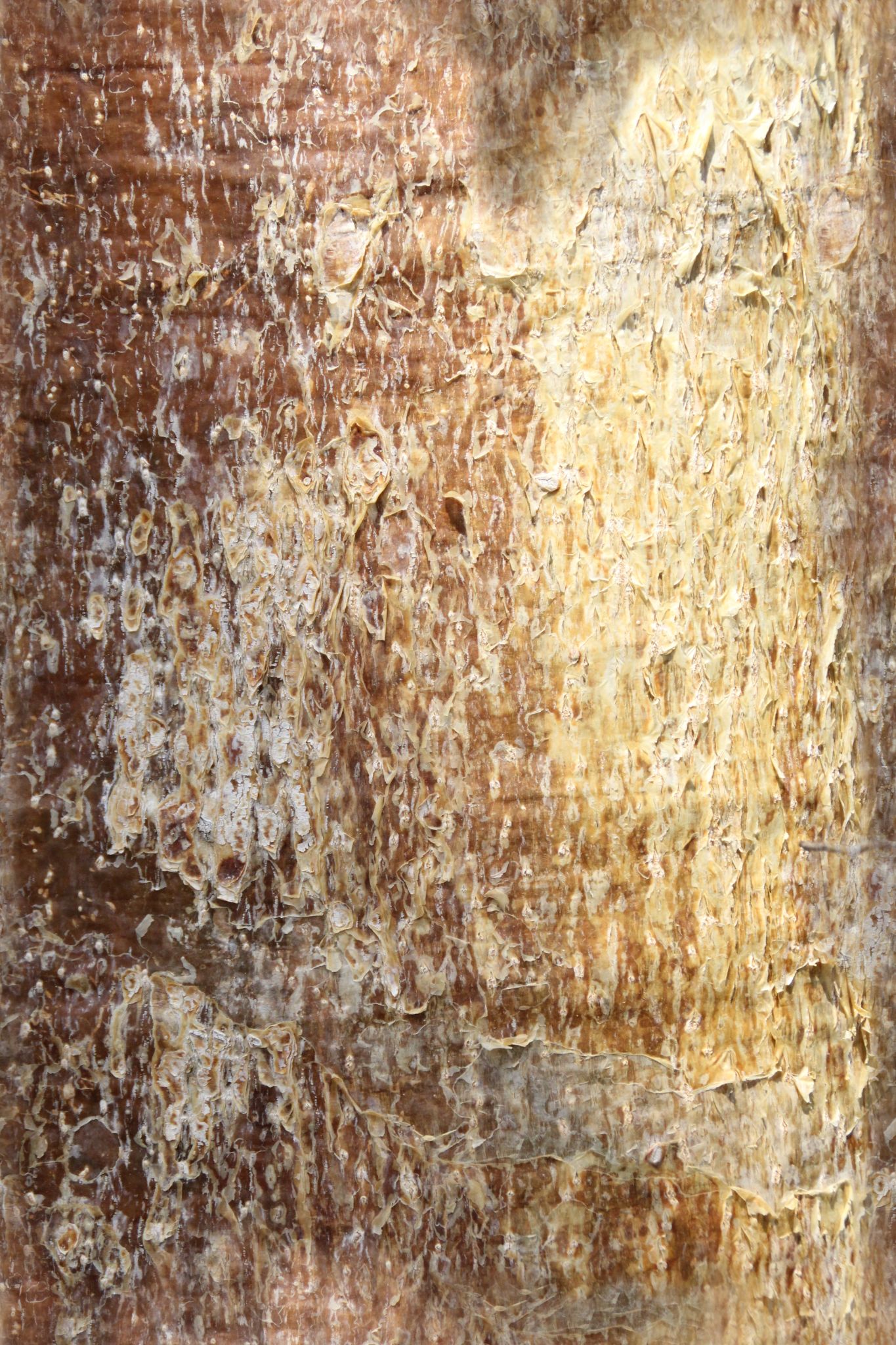 Tree Bark - Yellow Peely - Seamless Texture with normalmap ...